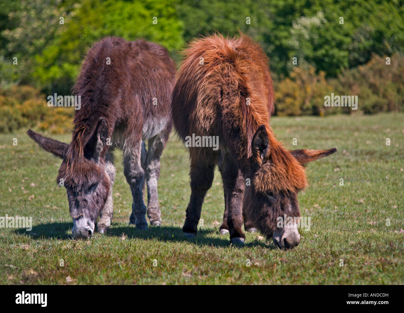 Wild Donkeys grazing in the New Forest, Hampshire, England Stock Photo ...