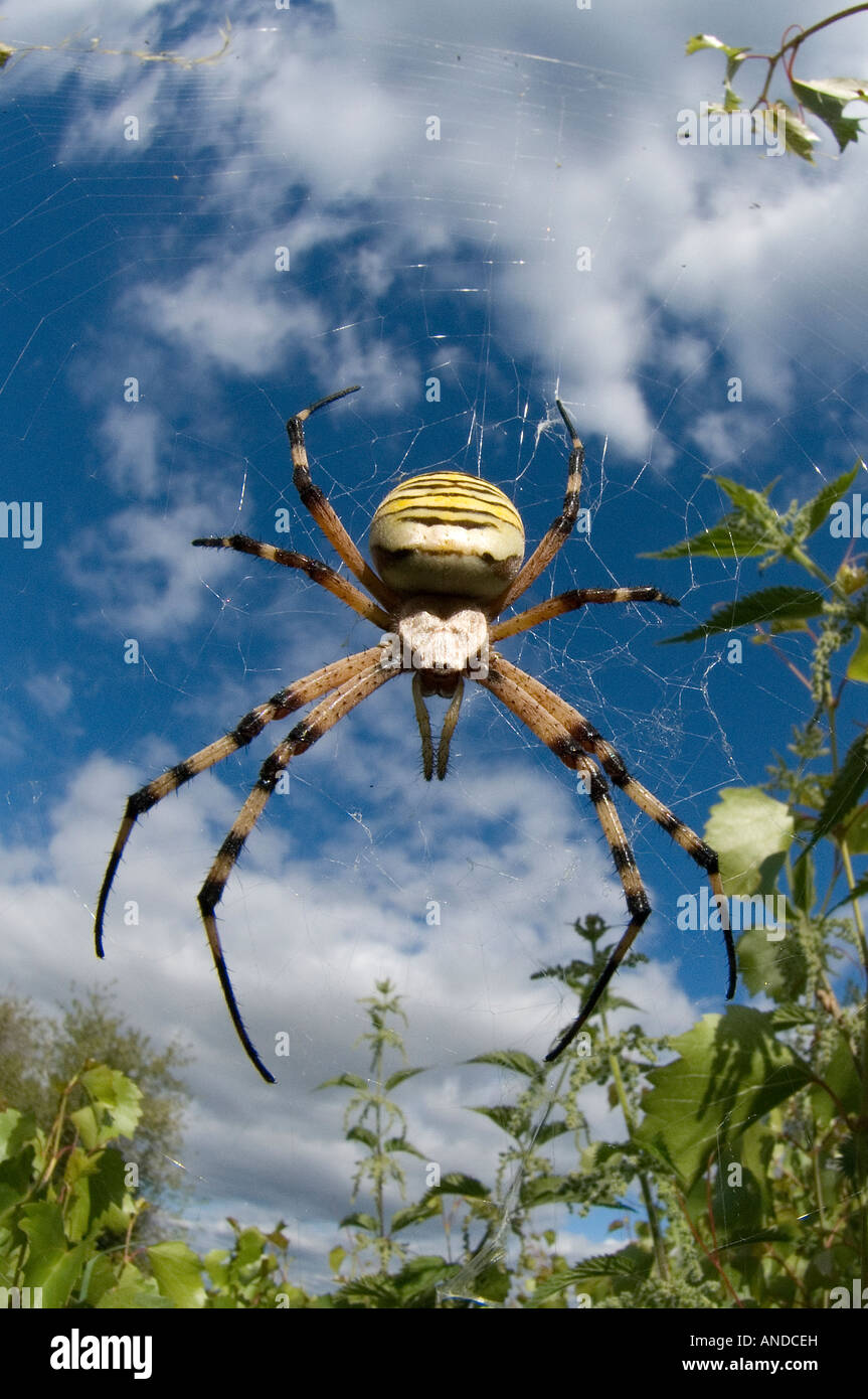 Wasp Spider (Argiope bruennichi) sitting on web Stock Photo - Alamy