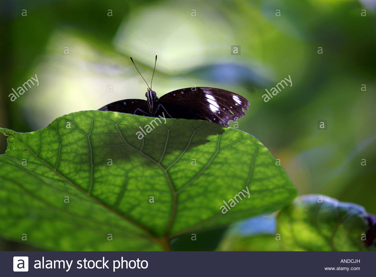Papillon Butterfly Stock Photos & Papillon Butterfly Stock Images - Alamy