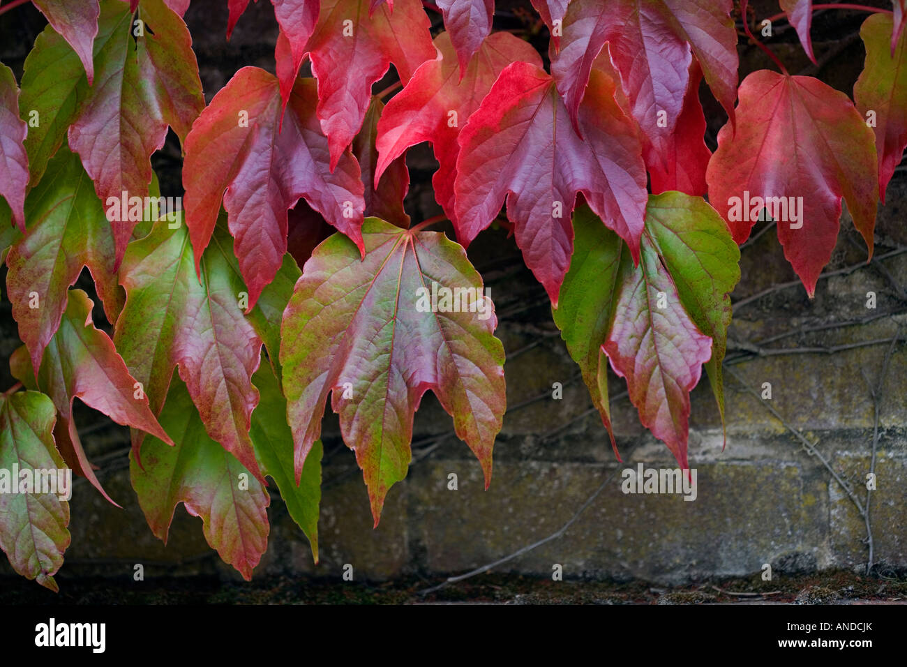 Boston Ivy Vine (parthenocissus tricuspidata) - Autumn Colours Stock ...