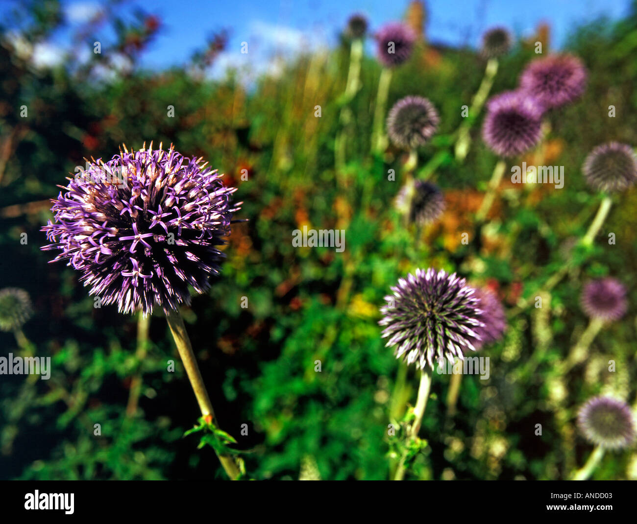 Echinops ritro not veitch hi-res stock photography and images - Alamy