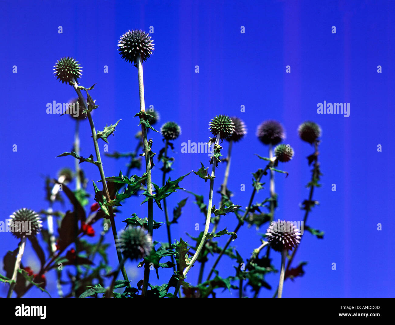 Echinops ritro not veitch hi-res stock photography and images - Alamy