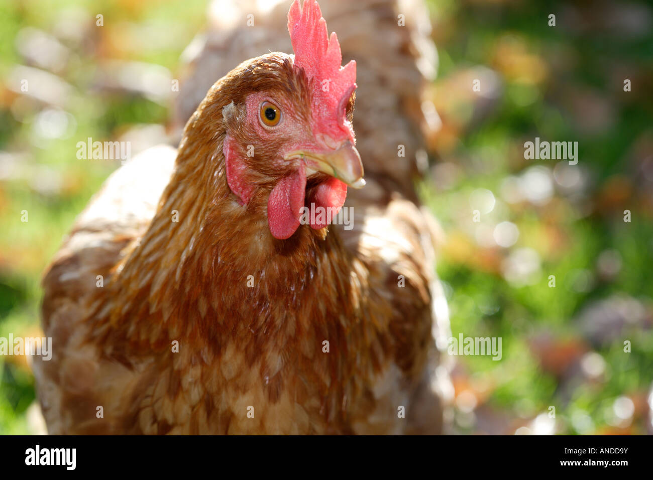 Warren chicken with fierce face Stock Photo - Alamy