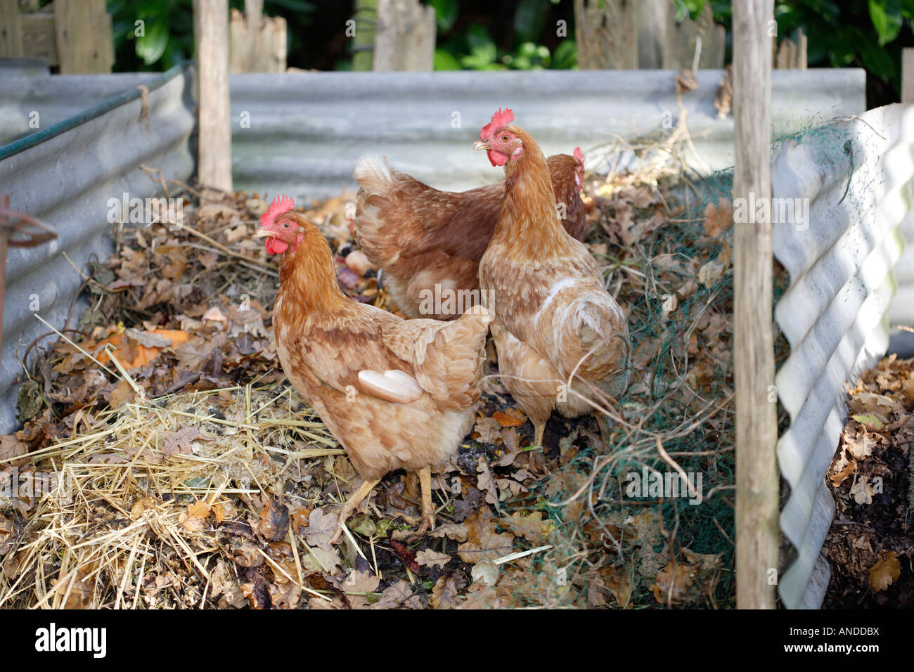 Warren chickens in the compost heap Stock Photo - Alamy