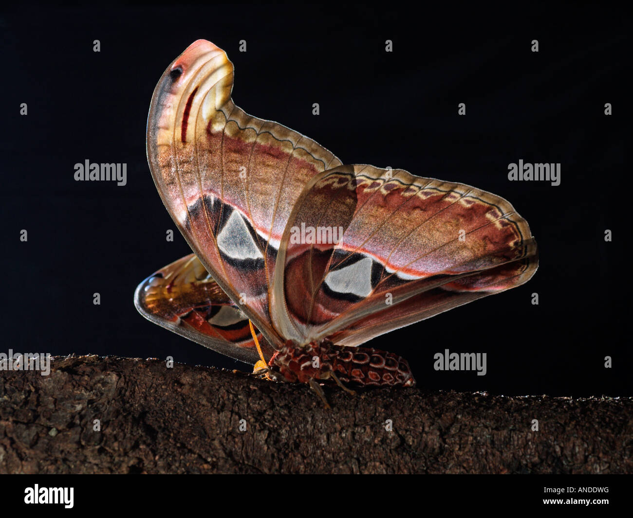 Atlas moth antennae hi-res stock photography and images - Alamy
