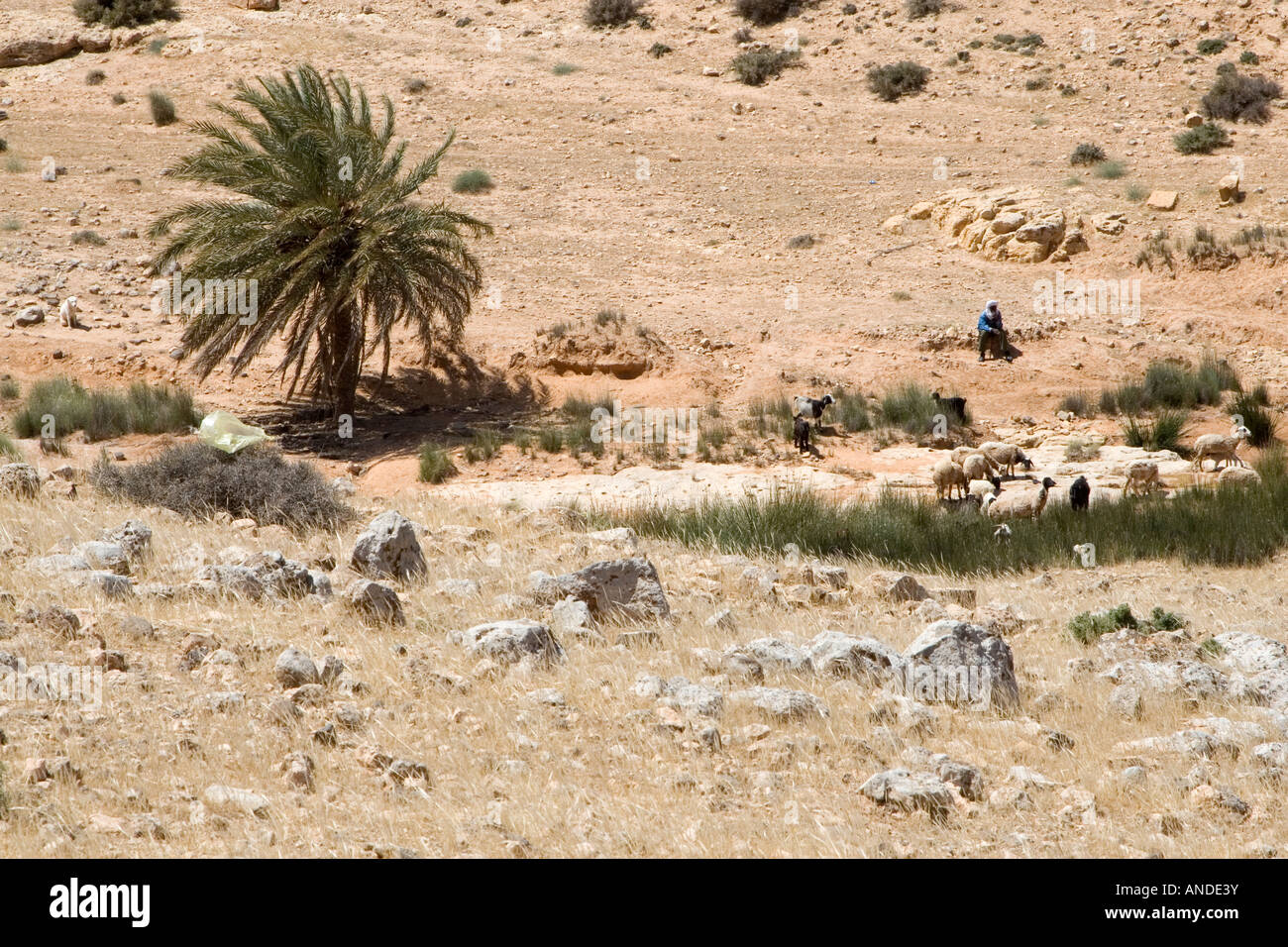 Jebel Nafusa, Libya. Meager grazing. A shepherd tends his sheep in semi ...