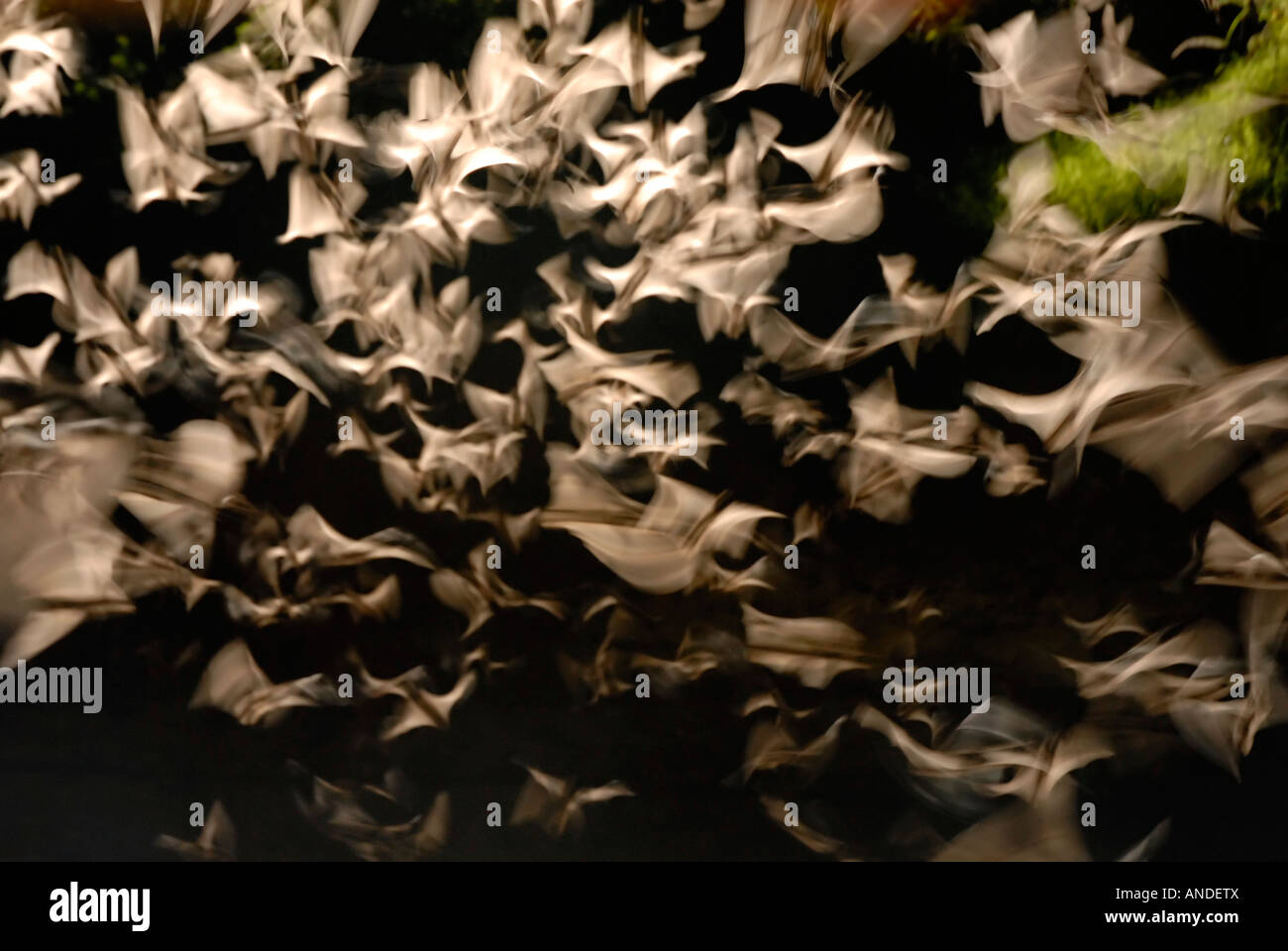 Mexican free tailed bats texas hi-res stock photography and images - Alamy