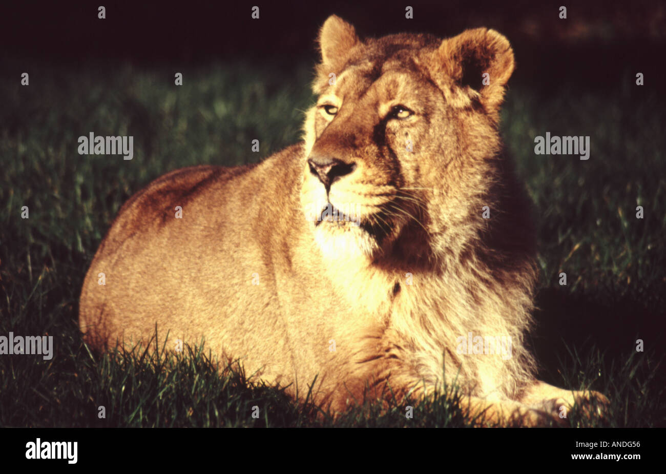 Asiatic lionesses hi-res stock photography and images - Alamy