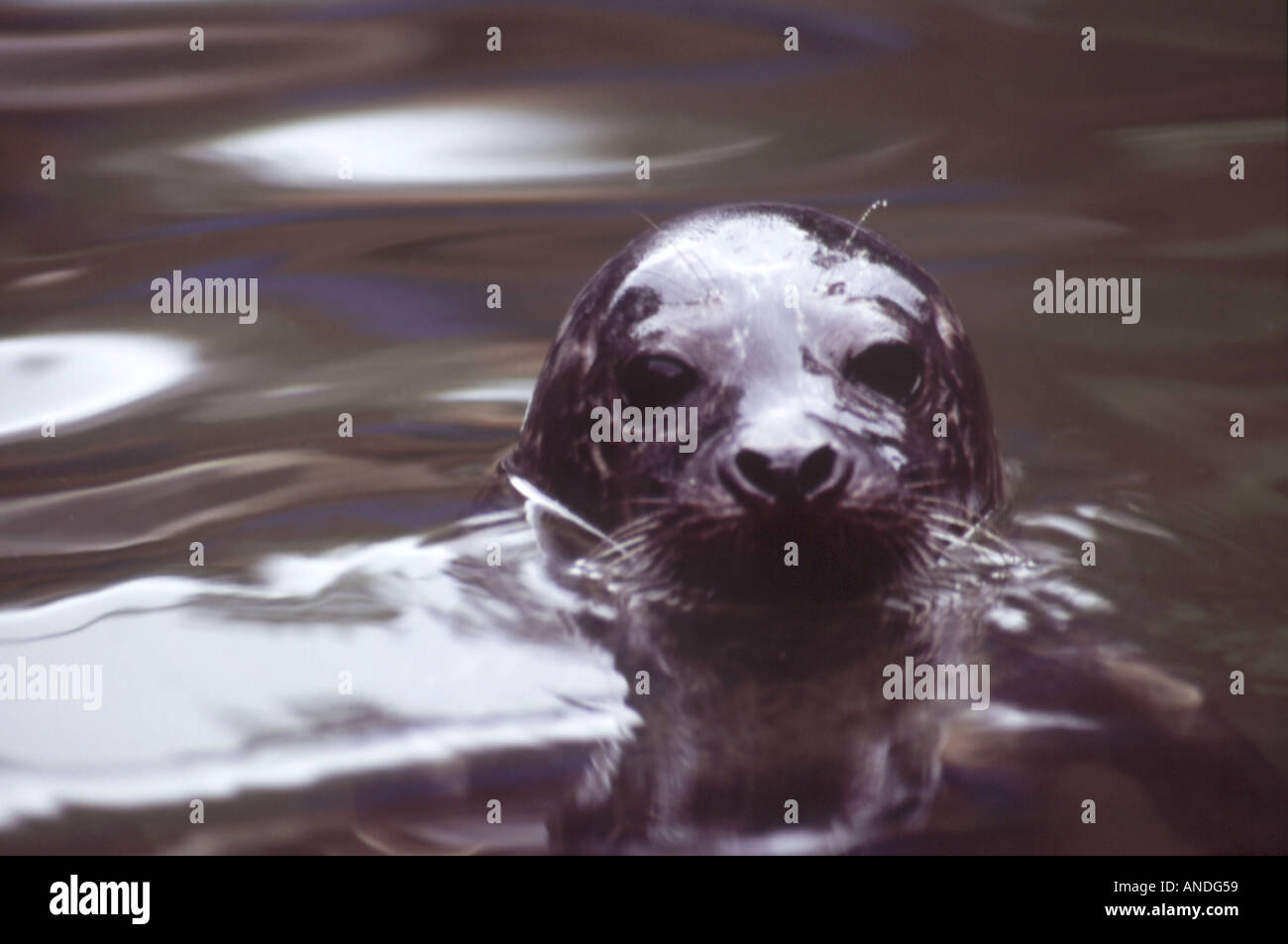 Typical seal hi-res stock photography and images - Alamy