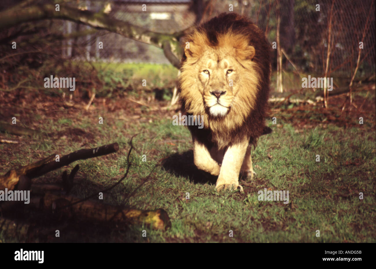Asian predators hi-res stock photography and images - Alamy
