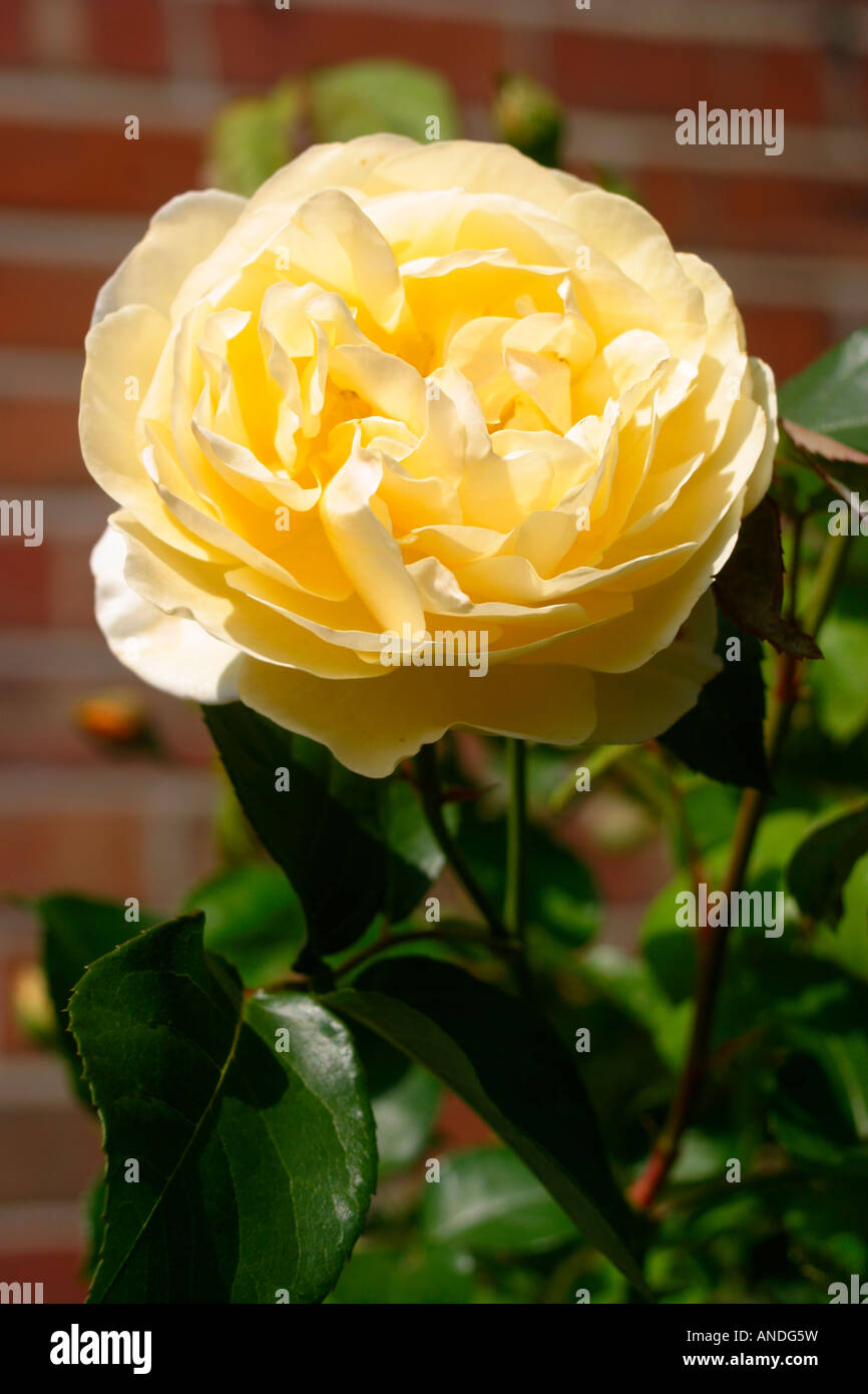 Ausmas rose hi-res stock photography and images - Alamy