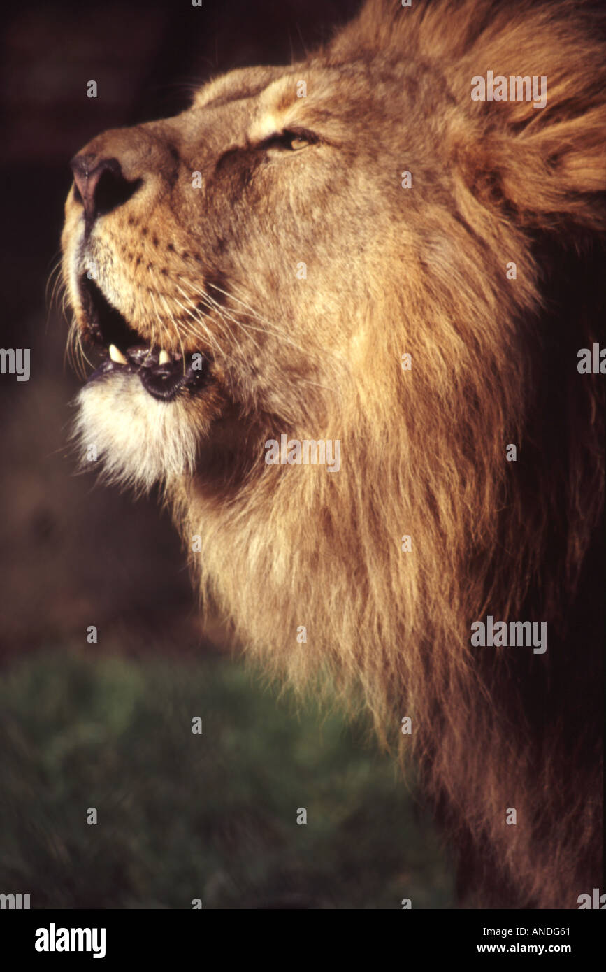 Asiatic lion roaring Stock Photo - Alamy