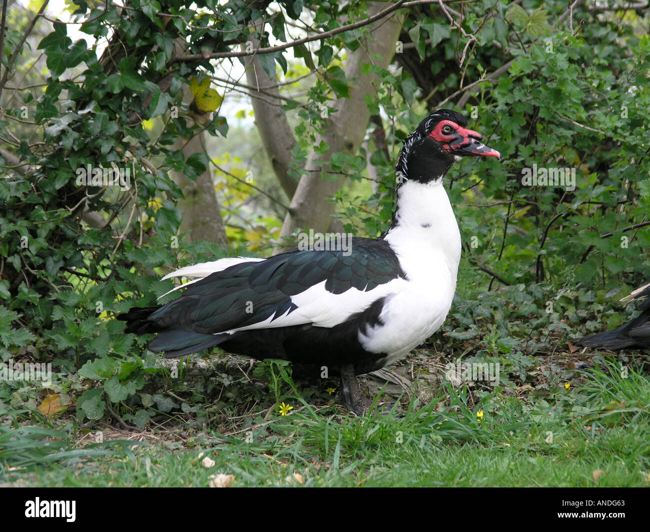 Muscovy ducks waterbirds hi-res stock photography and images - Alamy