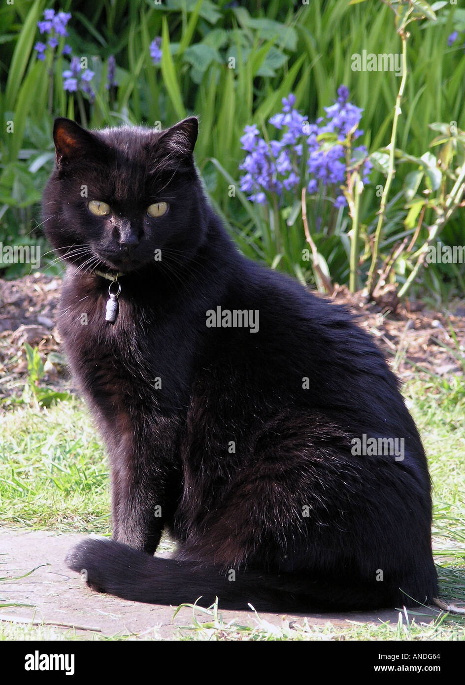 Tamed cat hi-res stock photography and images - Alamy
