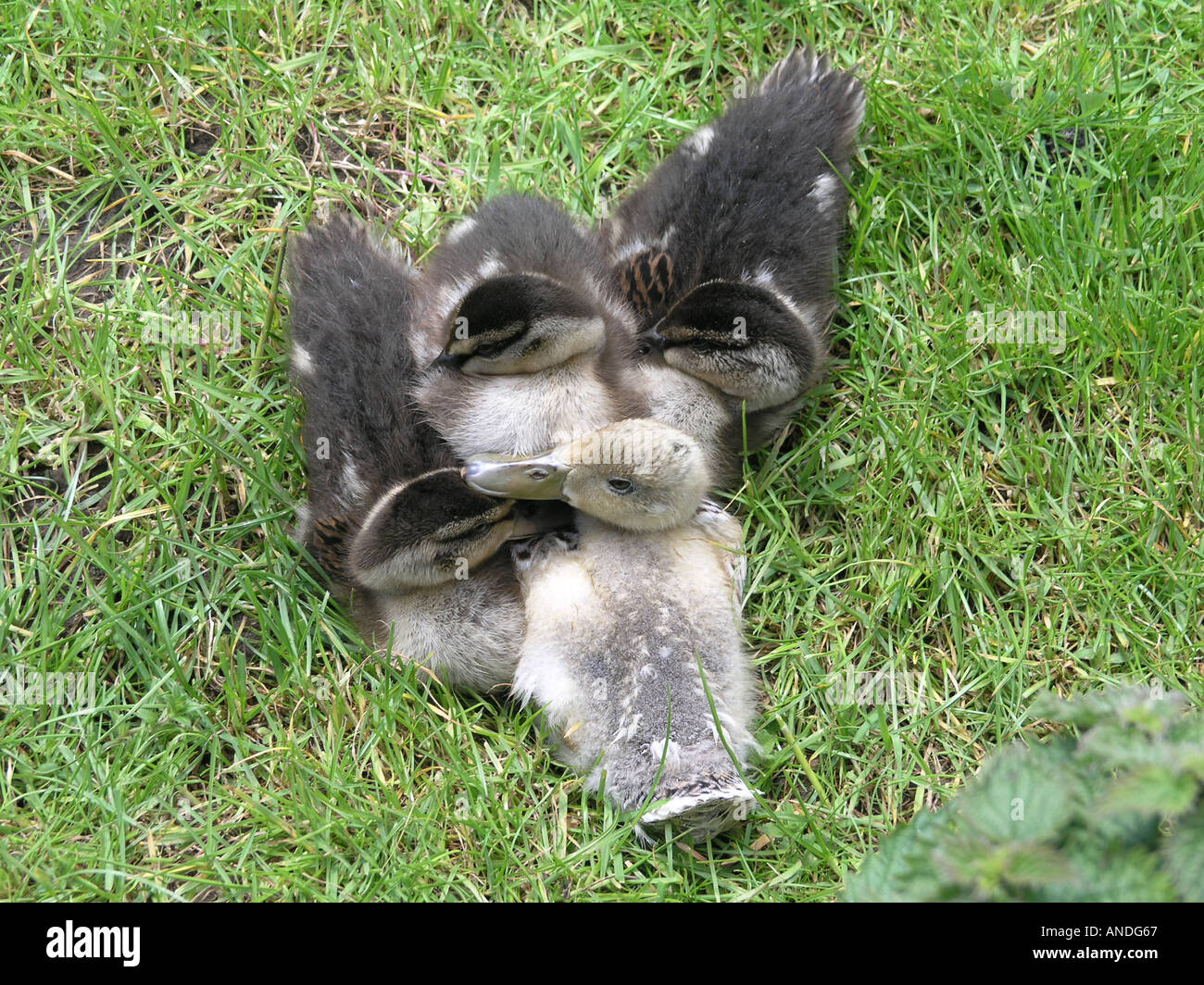 Snuggling birds hi-res stock photography and images - Alamy