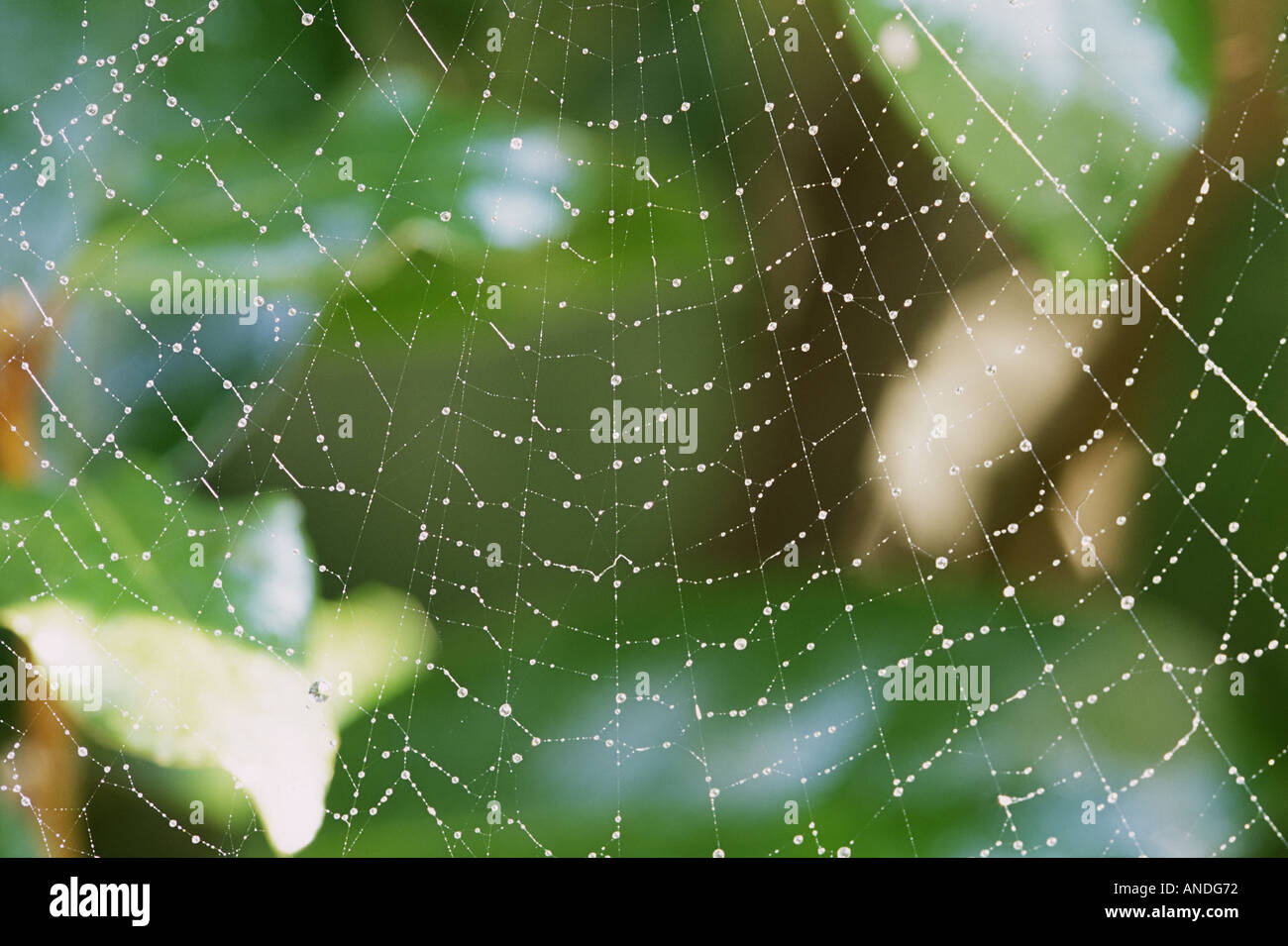 Delicate traps hi-res stock photography and images - Alamy