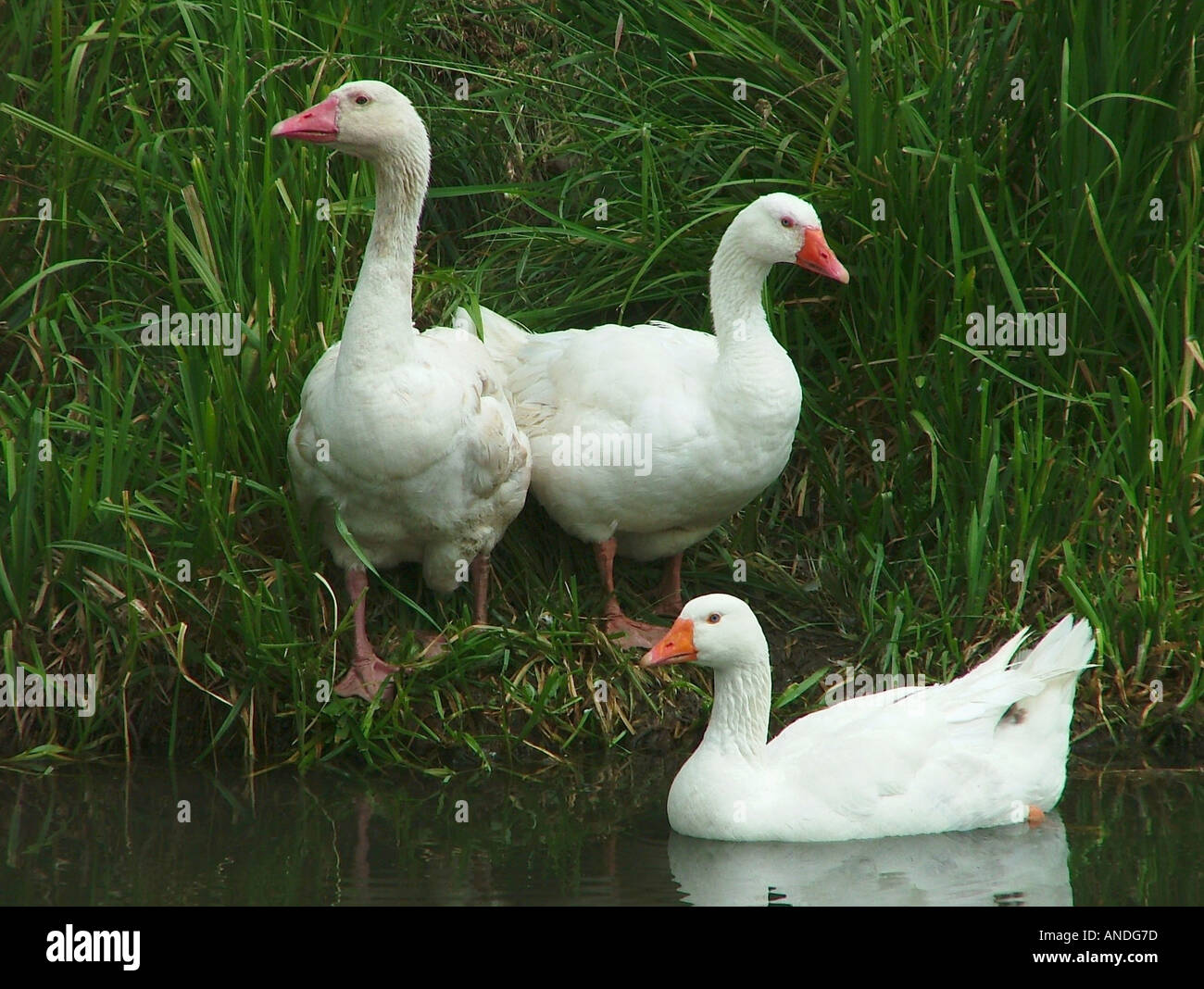 Geese ducks interacting in hi-res stock photography and images - Alamy