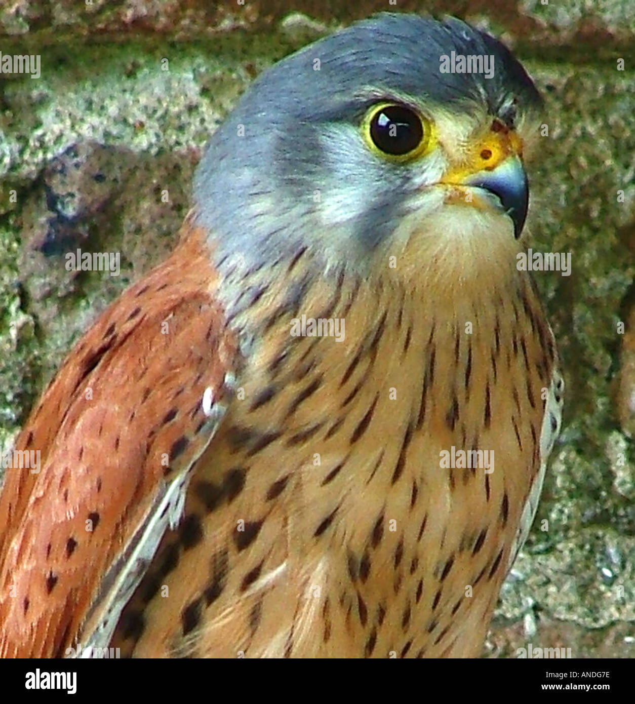 Fluffy kestrel hi-res stock photography and images - Alamy