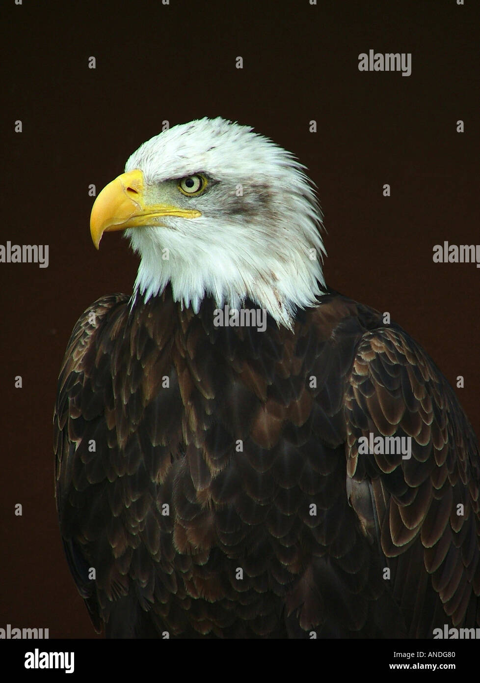 American bald eagle Stock Photo - Alamy