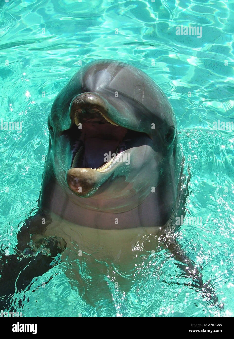 Frontal dolphin hi-res stock photography and images - Alamy