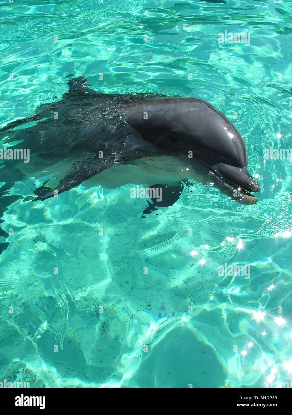 Dolphin and its baby playing dolphin swimming hi-res stock photography ...