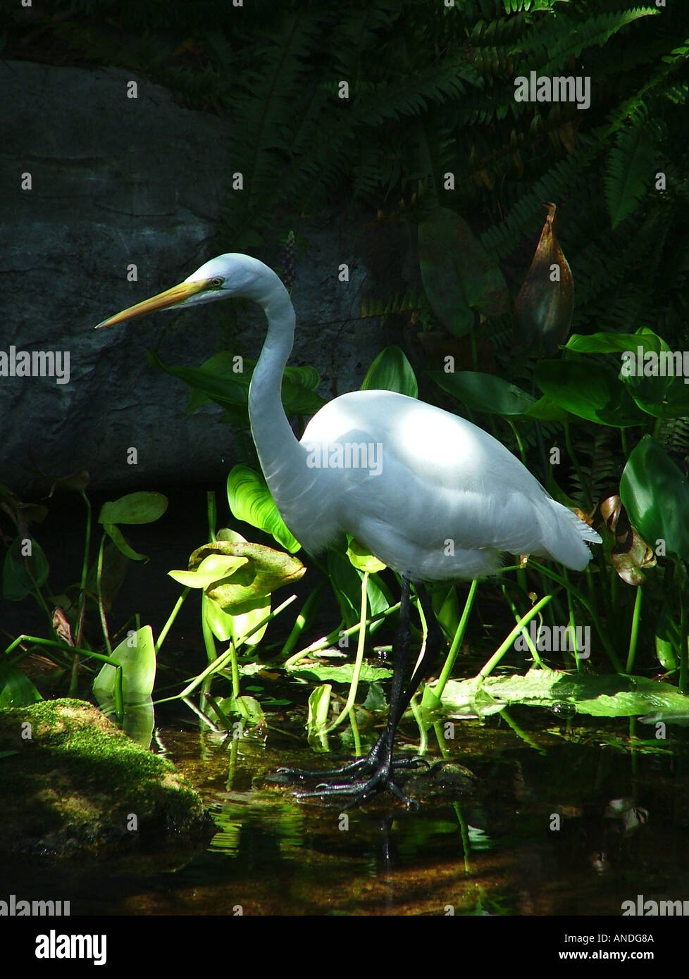 Wild ponds and storks hi-res stock photography and images - Alamy