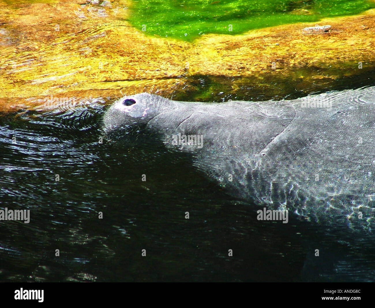 Manatees surfacing hi-res stock photography and images - Alamy