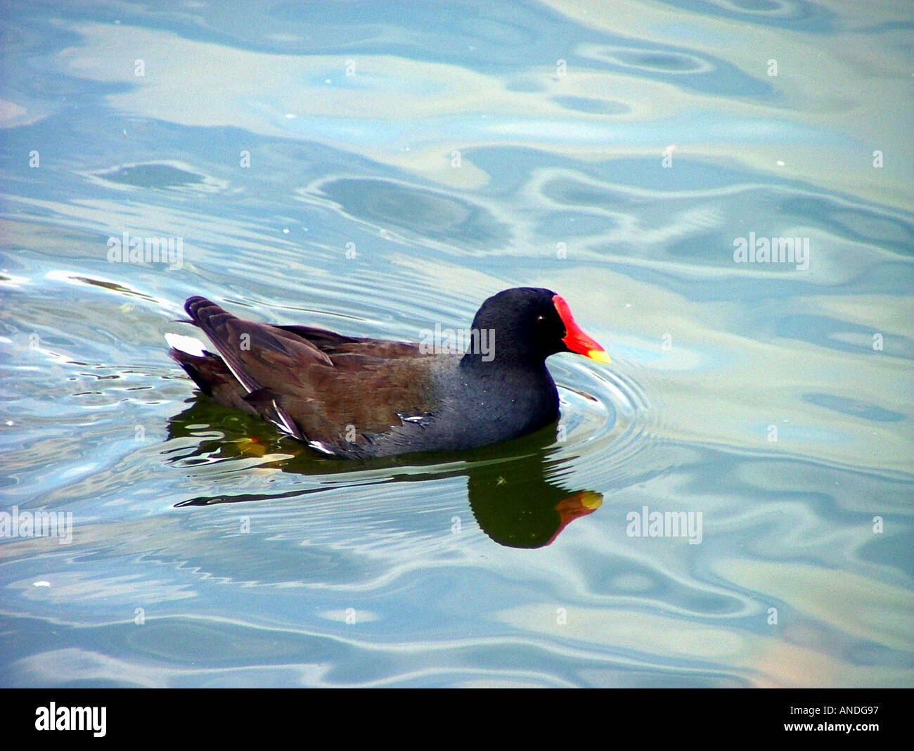 Typical moorhens hi-res stock photography and images - Alamy
