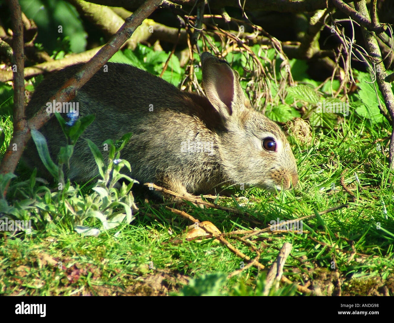Tamed wild animals hi-res stock photography and images - Alamy