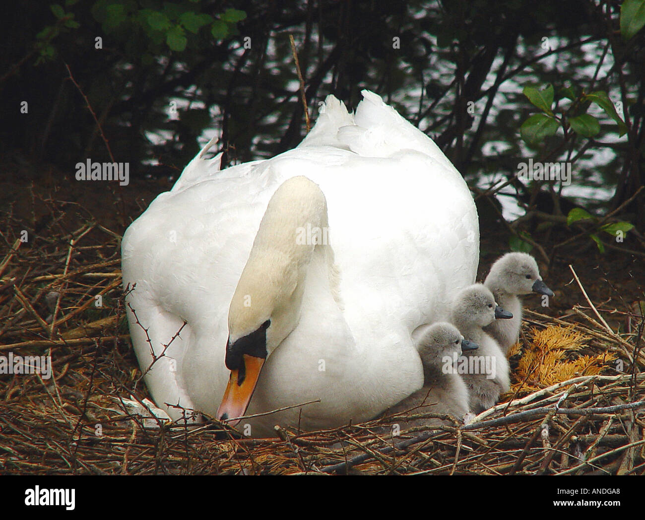 Multiple birth family hi-res stock photography and images - Alamy