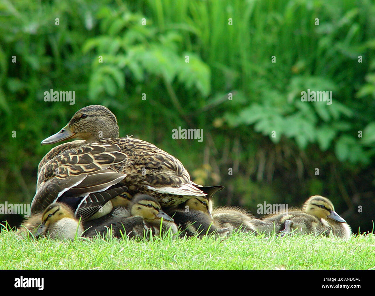 Duck and ducklings Stock Photo - Alamy