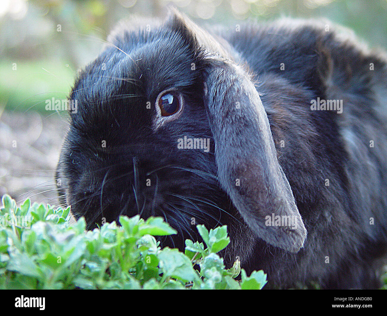 Rabbits eating plants hi-res stock photography and images - Alamy