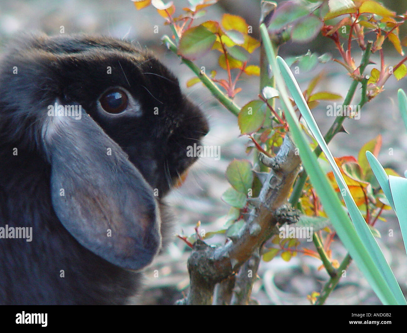 Rabbits eating plants hi-res stock photography and images - Alamy