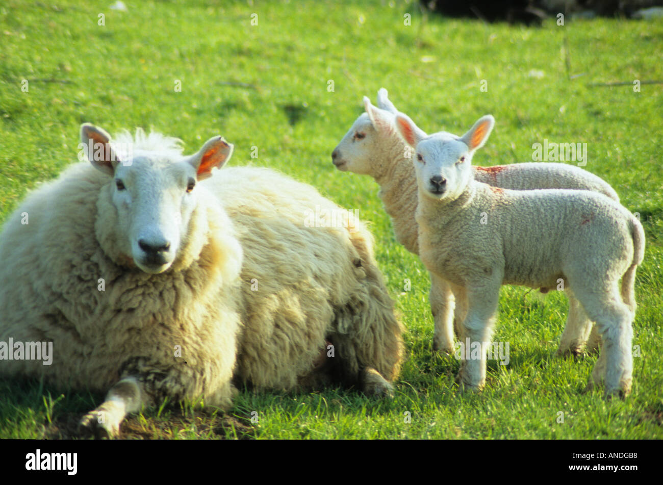 Twin farms hi-res stock photography and images - Alamy