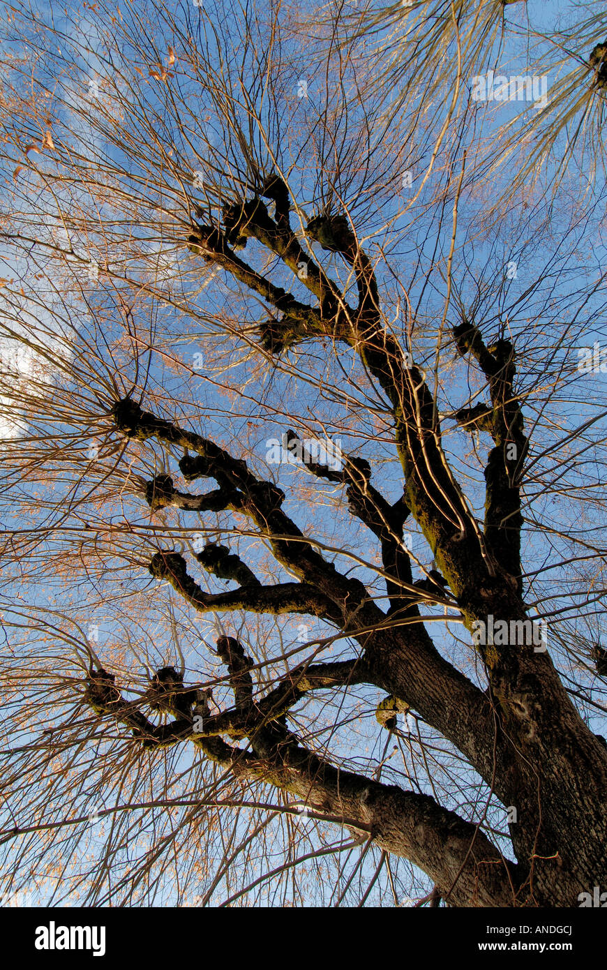 Pollarded Lime Trees High Resolution Stock Photography and Images - Alamy
