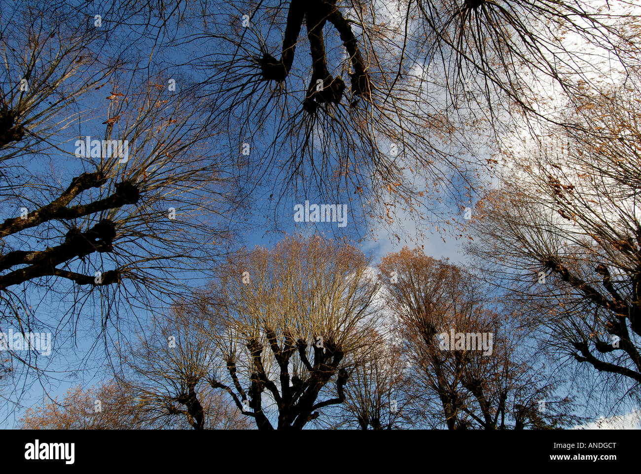 Pollarded Tilleul / Lime / Linden - Tilia europaea - trees, Vienne ...