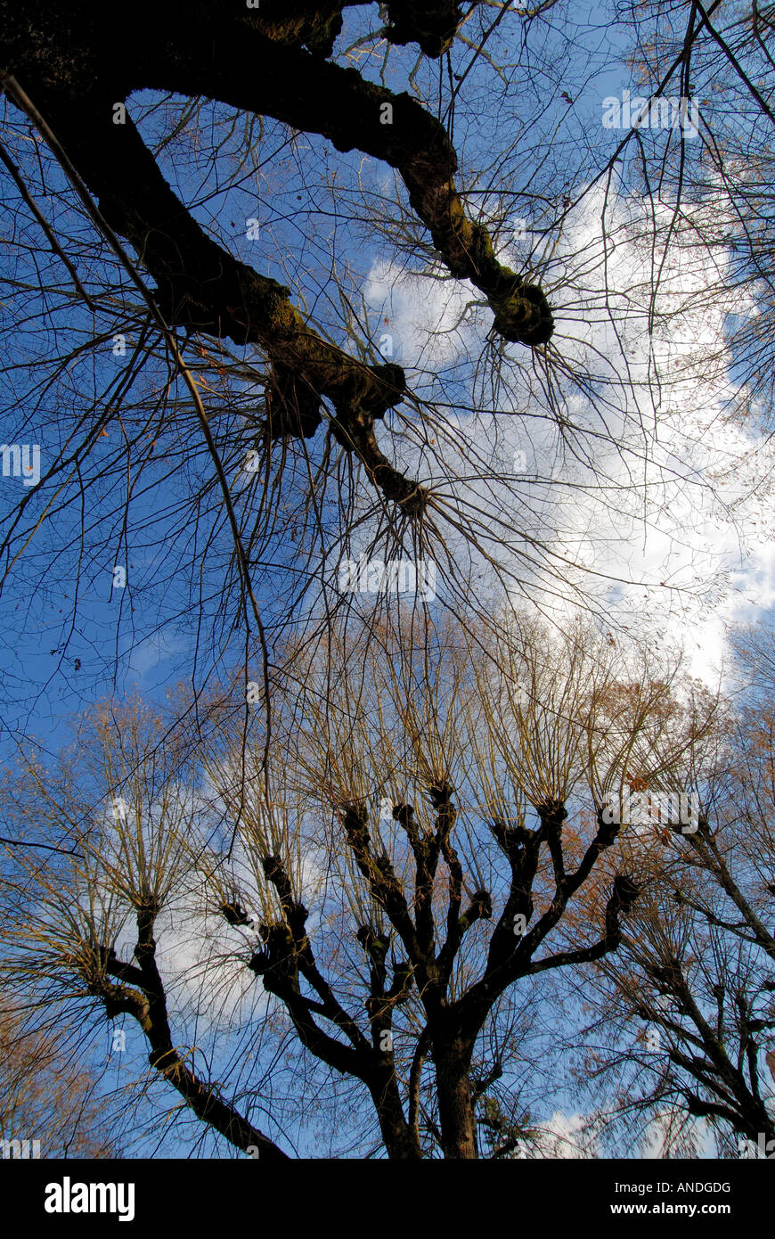 Pollarded lime tilleul linden tree hi-res stock photography and images ...