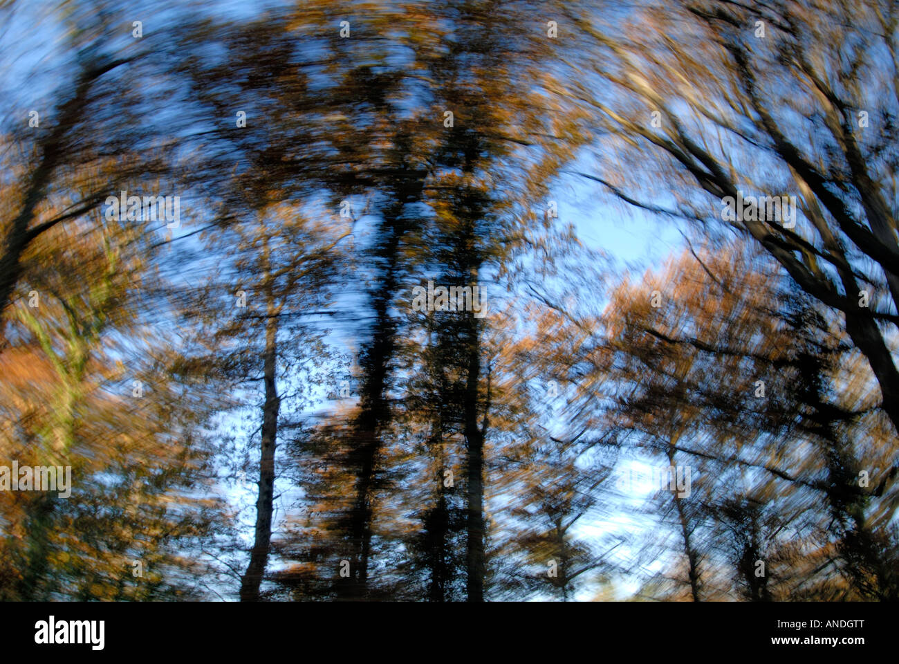Blurred speeding motion through trees, France Stock Photo - Alamy