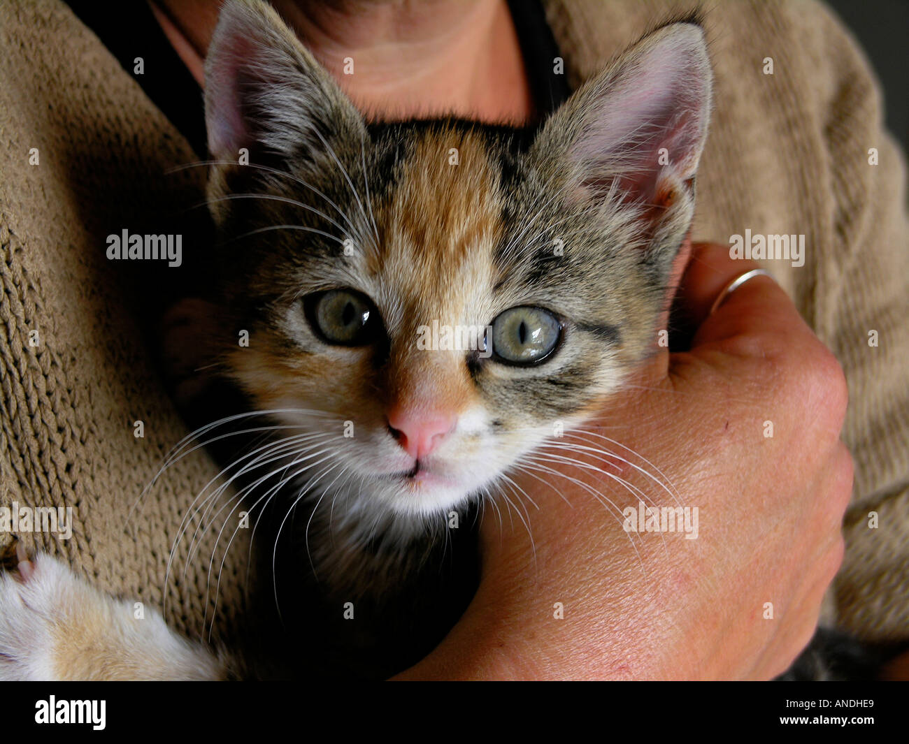 Cute kitten in the safety of its owners arms Stock Photo - Alamy