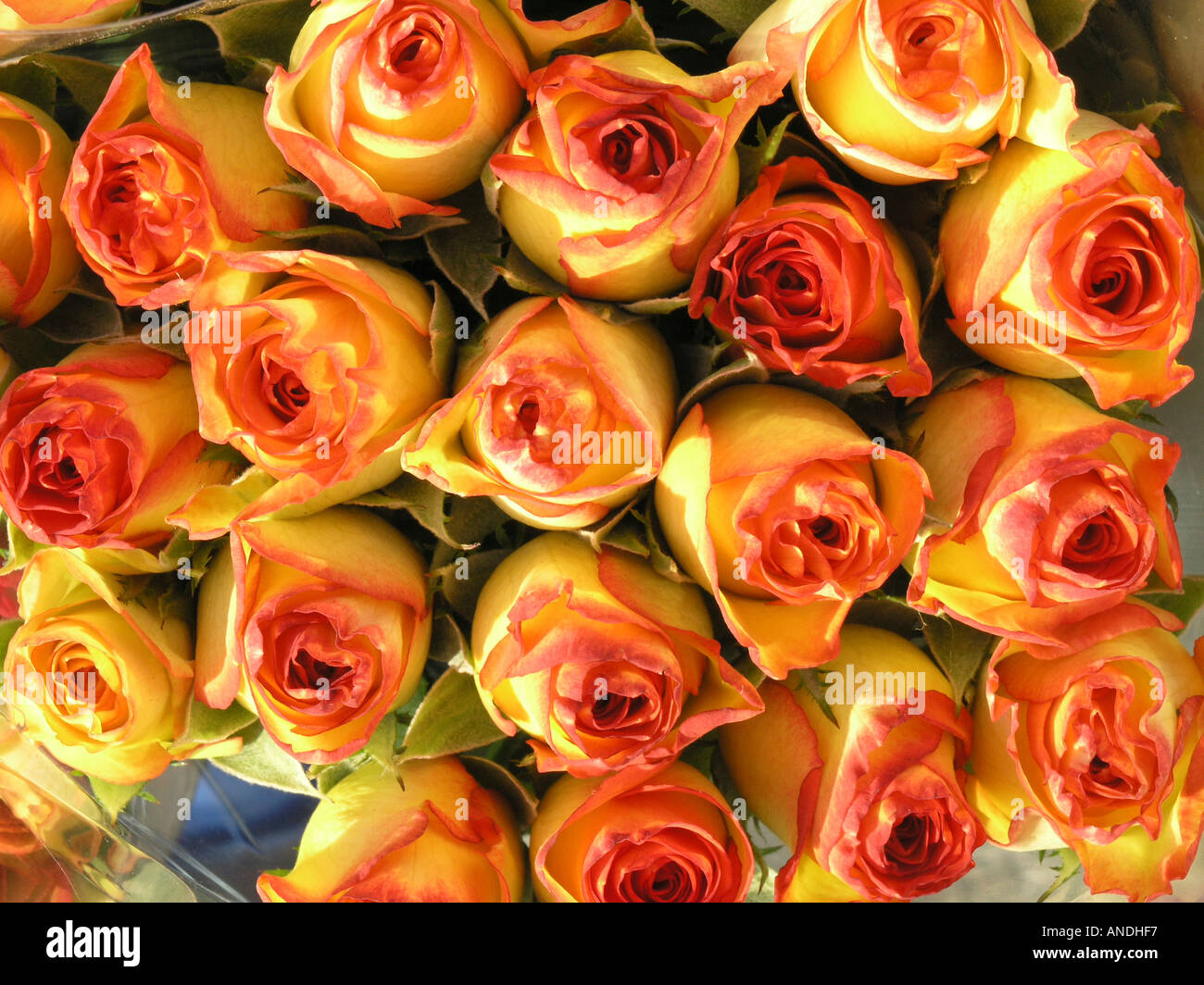 Rose flower wild ecology ecosystem bloom blossom bright vivid vibrant ...