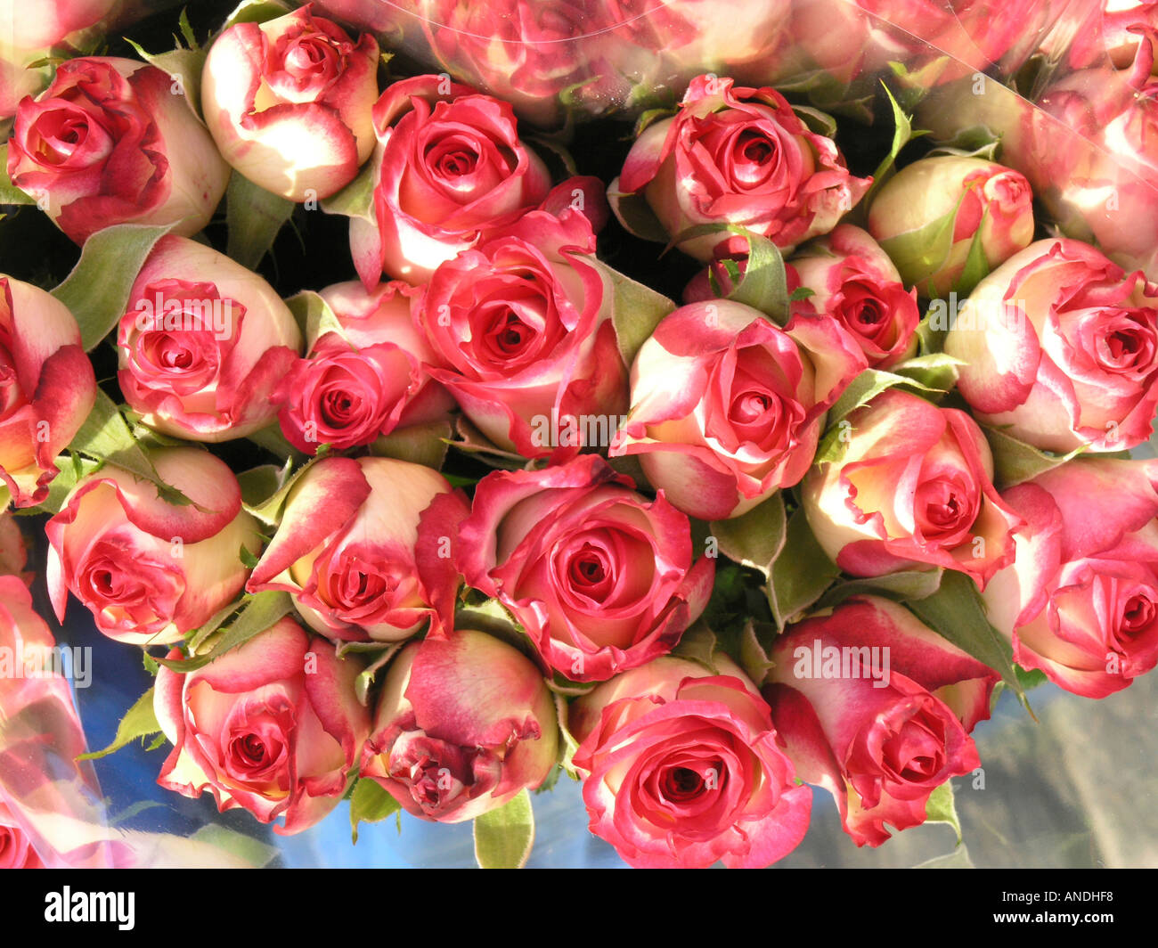 Rose flower wild ecology ecosystem bloom blossom bright vivid vibrant ...