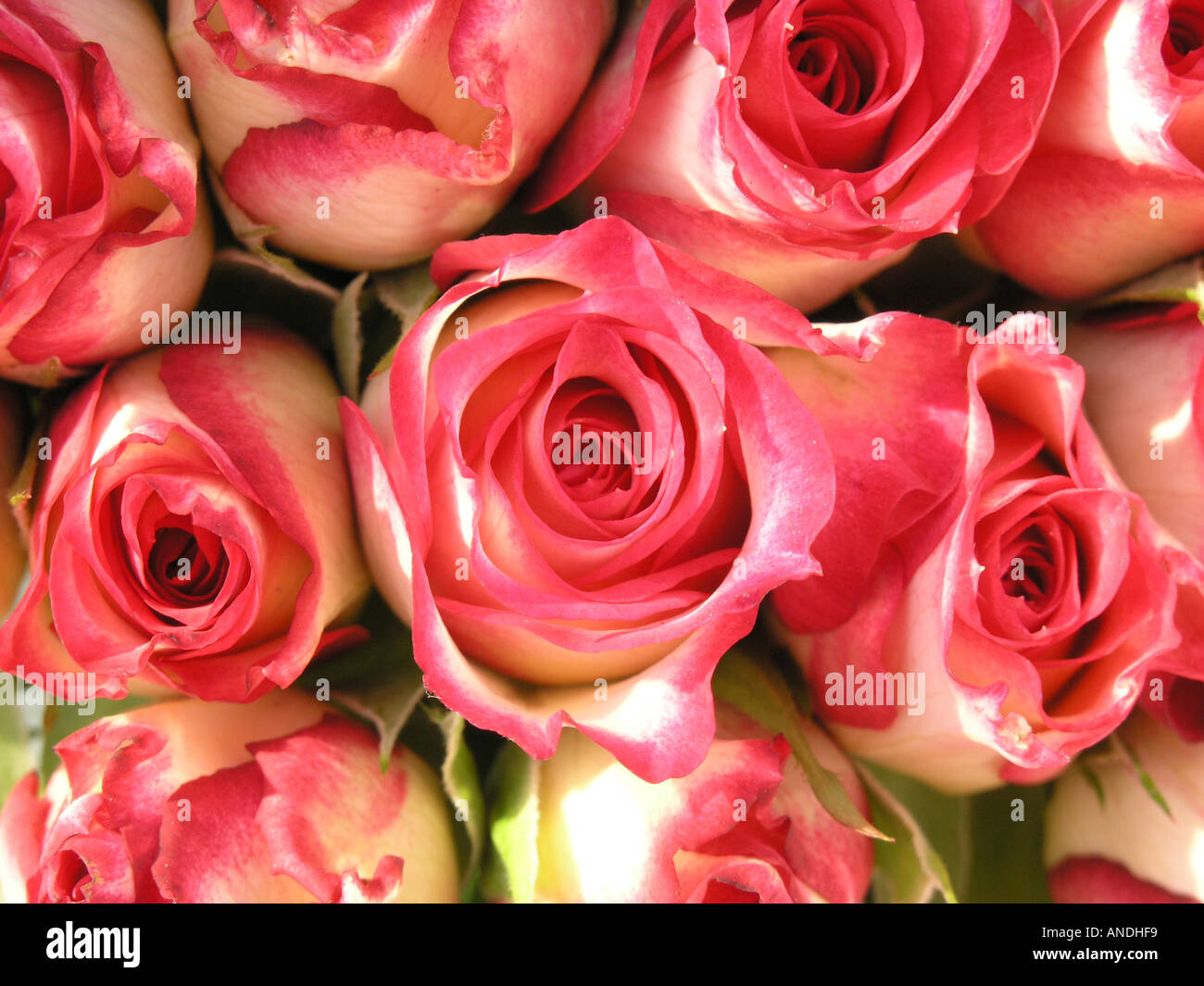 Rose flower wild ecology ecosystem bloom blossom bright vivid vibrant ...