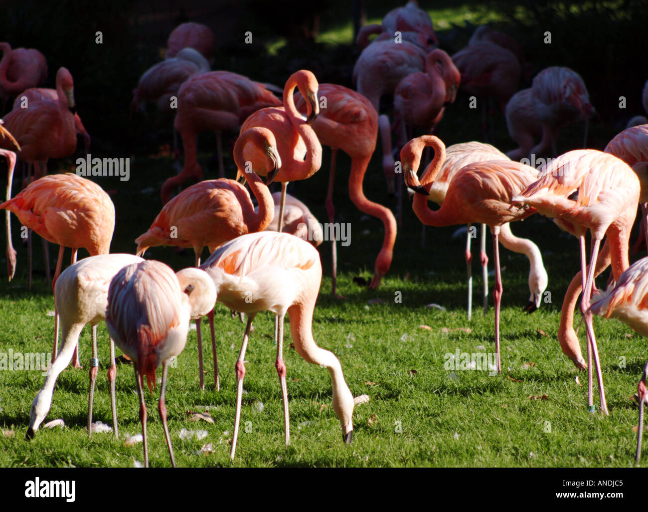Elegant long necks hi-res stock photography and images - Alamy