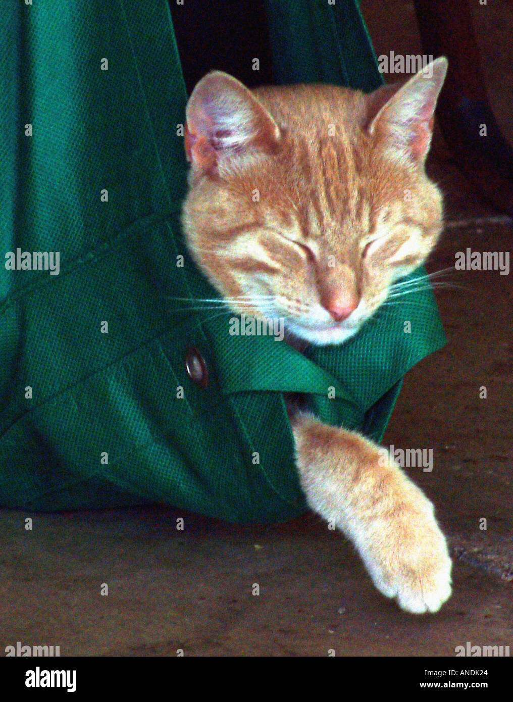 Cat In Bag Stock Photo - Alamy