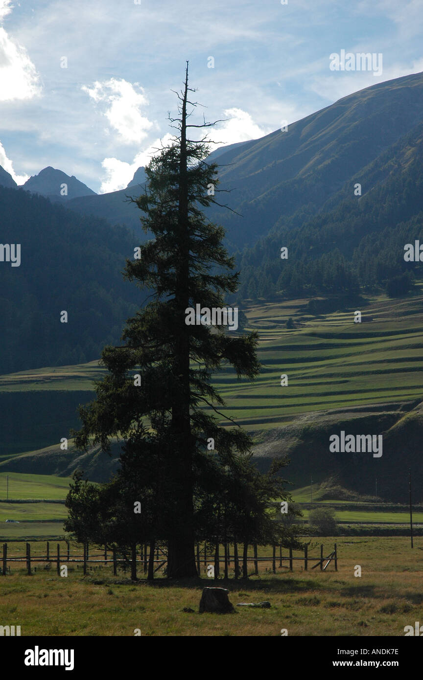 Lerk hi-res stock photography and images - Alamy