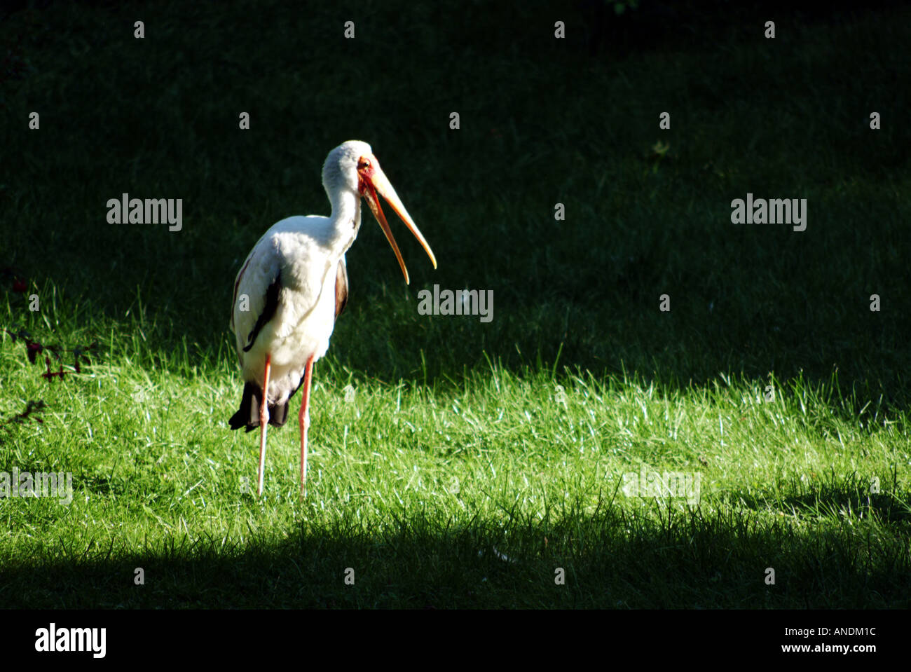Zoo storch hi-res stock photography and images - Alamy