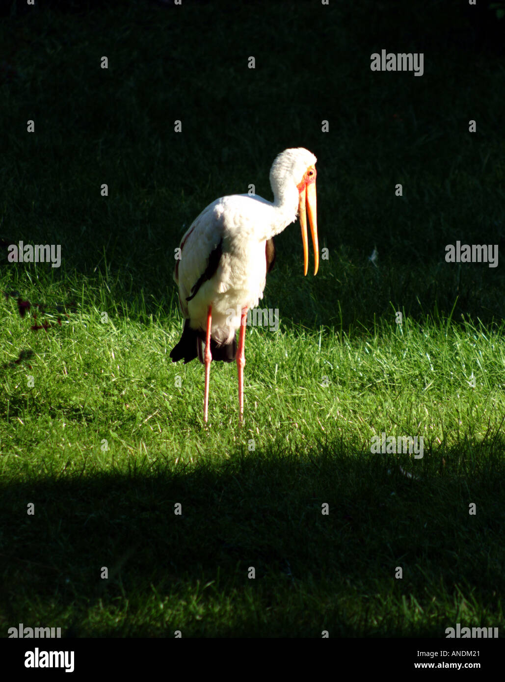 Zoo storch hi-res stock photography and images - Alamy