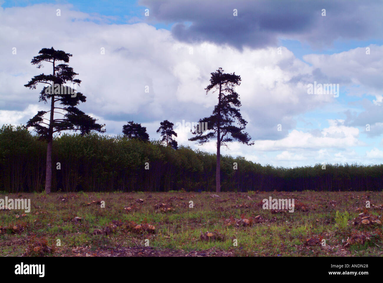 Coppice tools hi-res stock photography and images - Alamy
