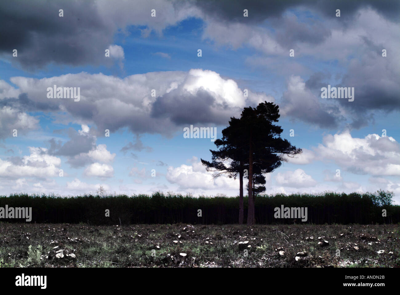 Coppiced Wood, Kent, England Stock Photo - Alamy
