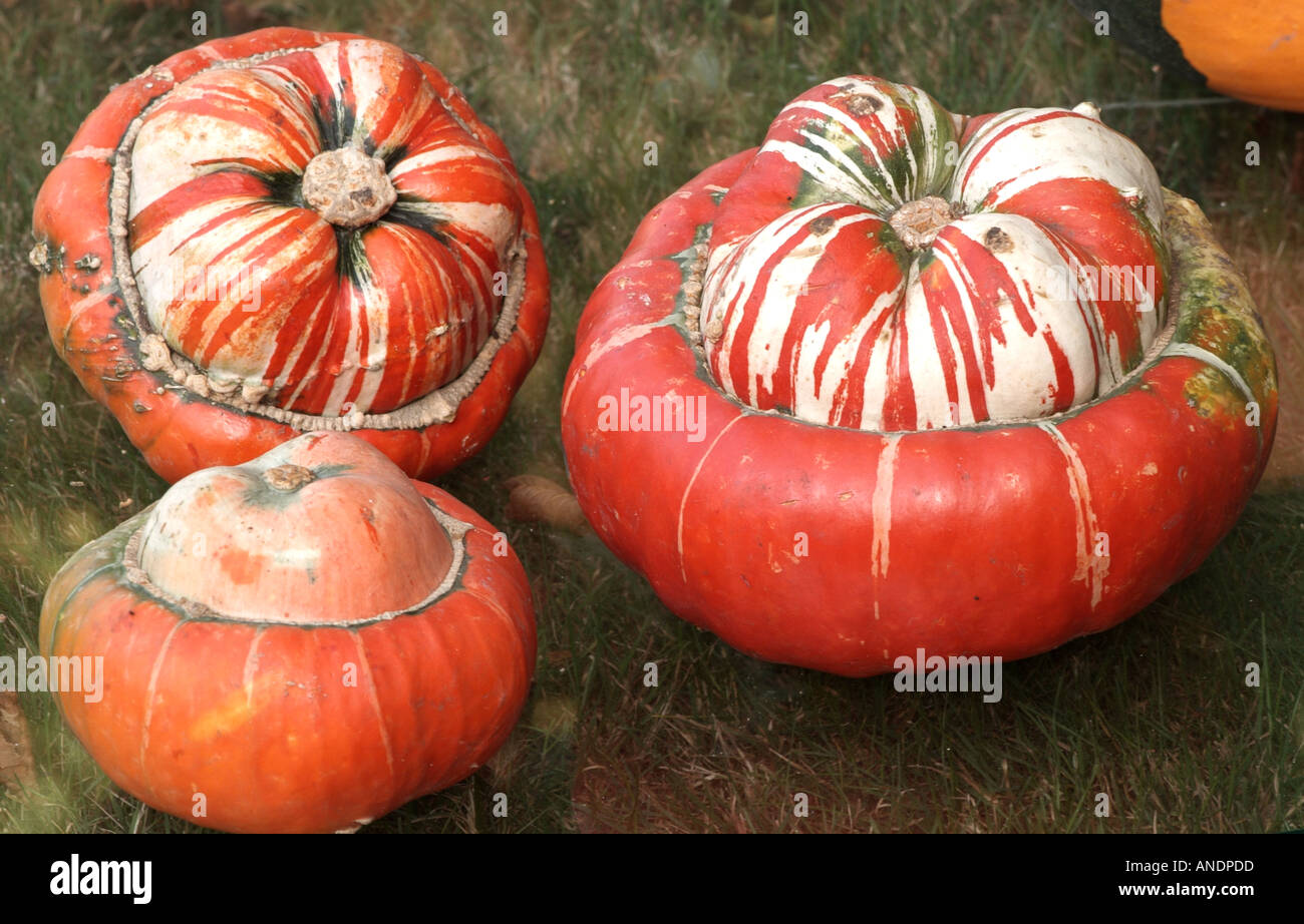 Red pumpkins Cucurbita Stock Photo - Alamy